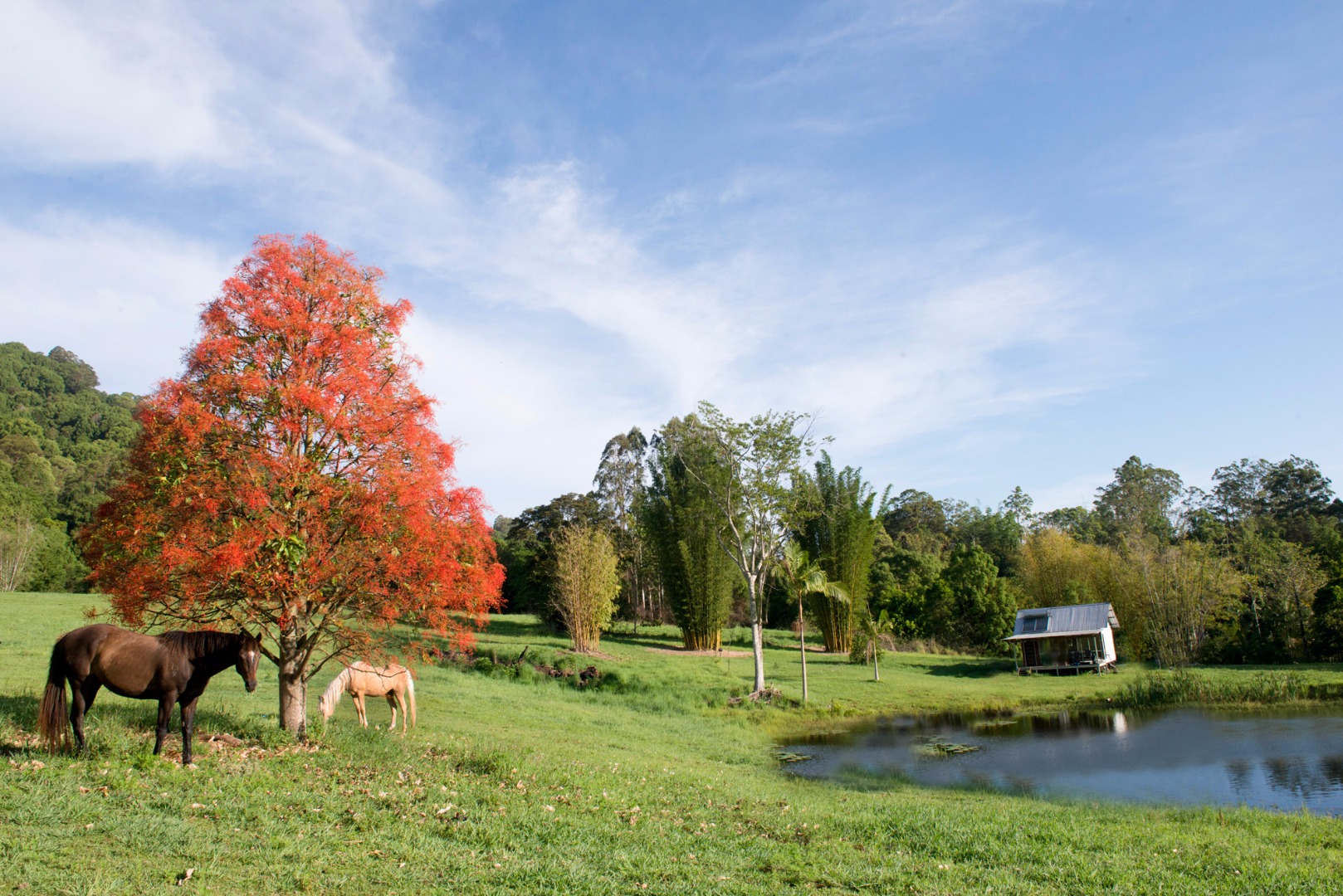 Photo Gallery Nimbin Waterfall Retreat